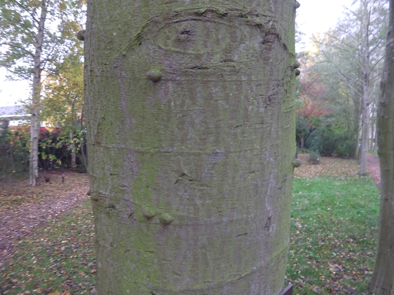 Witte Els Of Grauwe Els Nvbt